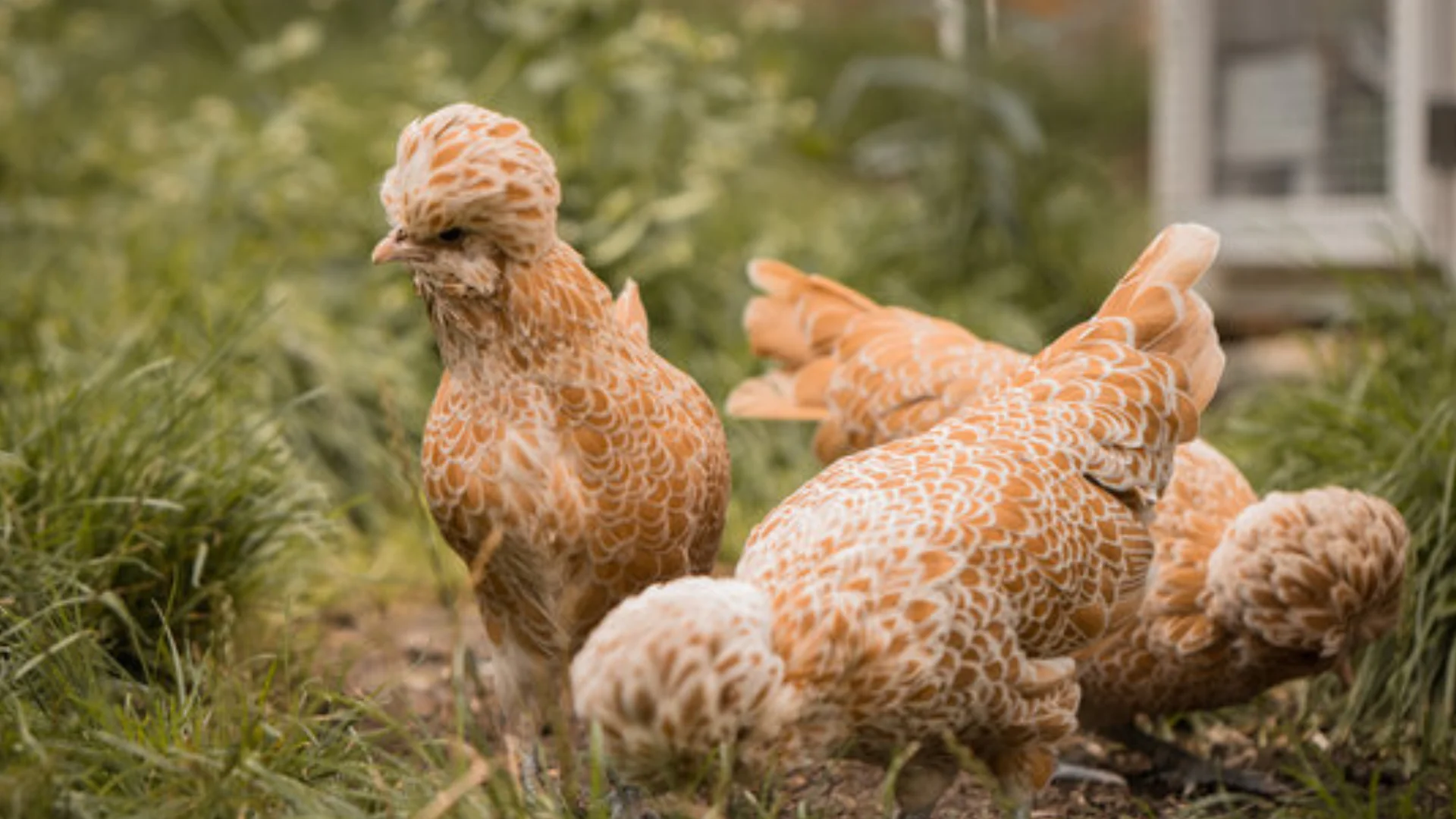 Discover The Flavor Of Padova Chicken: A Culinary Delight