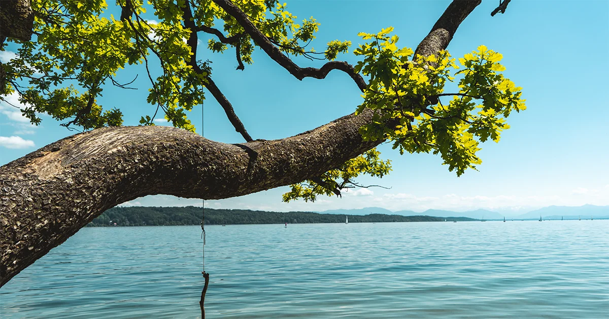 Where Roots Meet Ripples: The Tree By Water